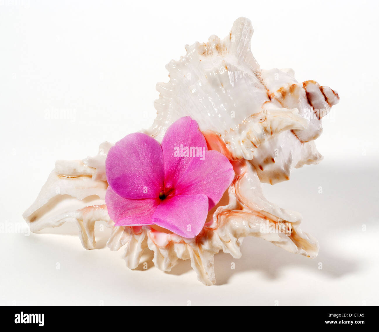 Conch shell with flower Stock Photo - Alamy