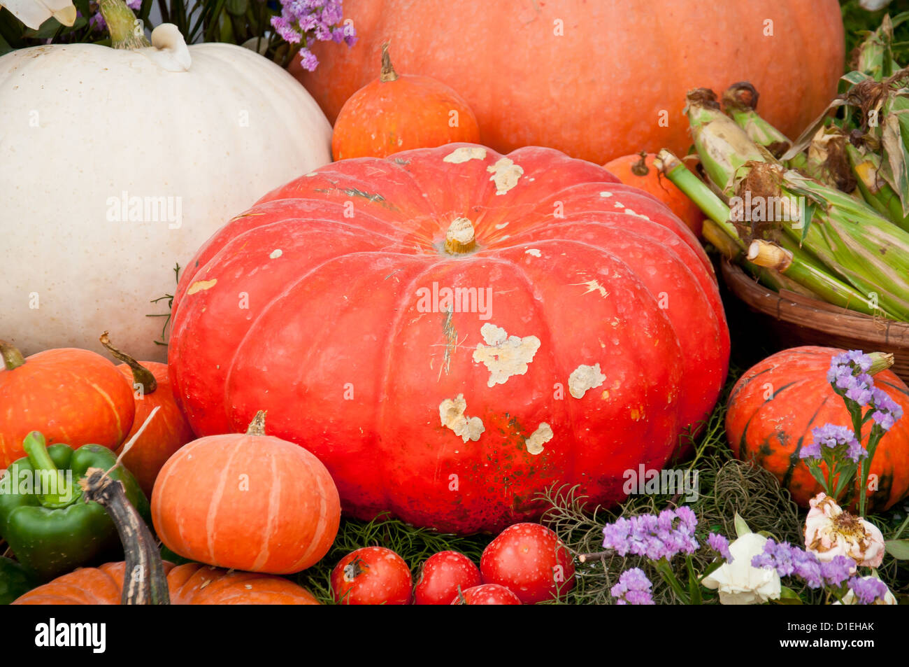 red pumpkin for food Stock Photo - Alamy