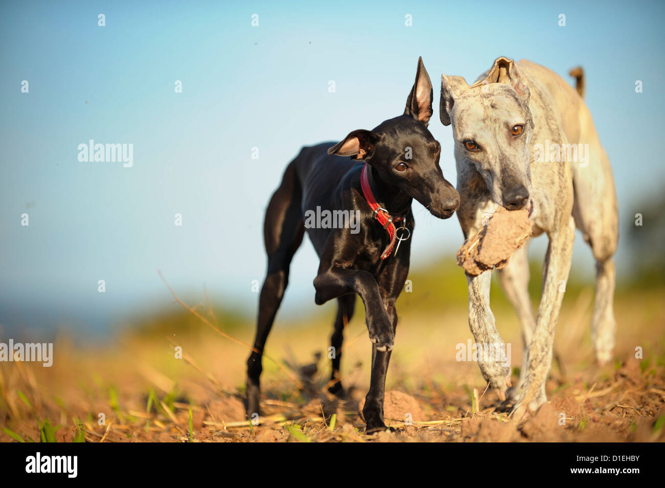 Italian greyhound and whippet Stock Photo - Alamy