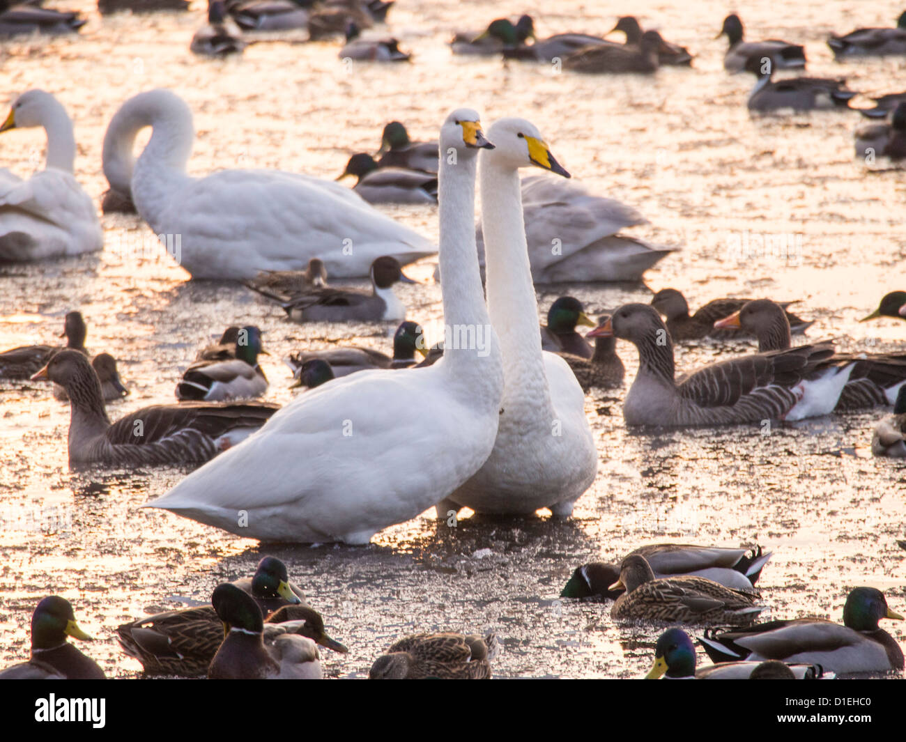 Gathering of pintail hi-res stock photography and images - Alamy