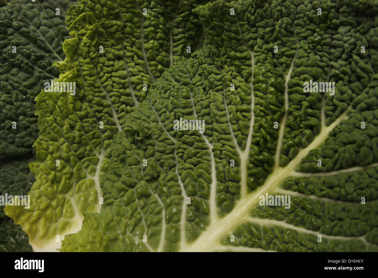 Cabbage leaf hi-res stock photography and images - Alamy