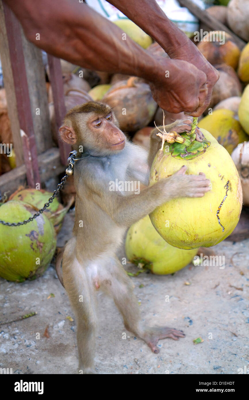 Trained monkey harvests coconuts from trees on the island of Ko Samui ...