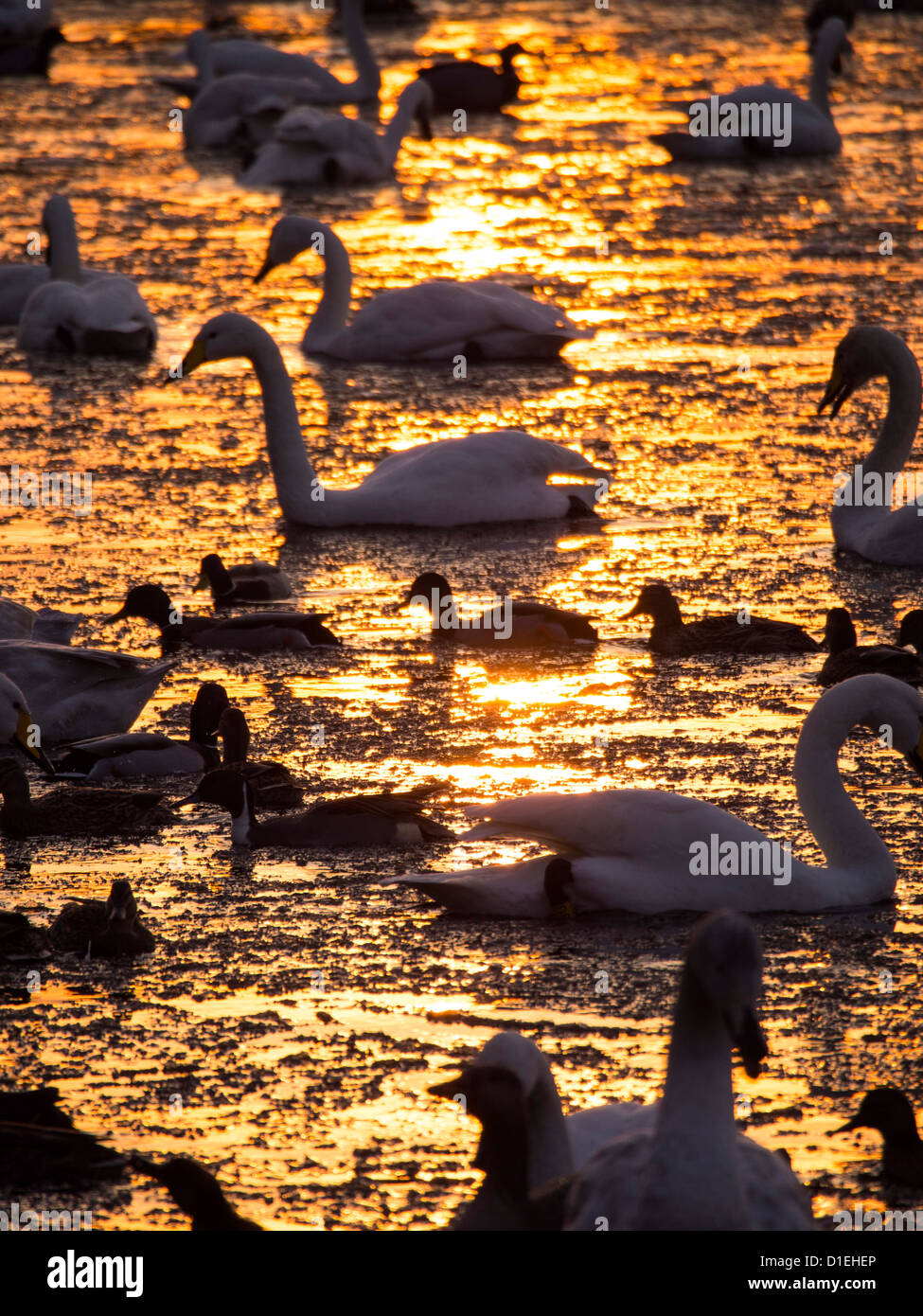 Whooper Swans (Cygnus cygnus) and mixed duck flocks at Martin Mere, a ...