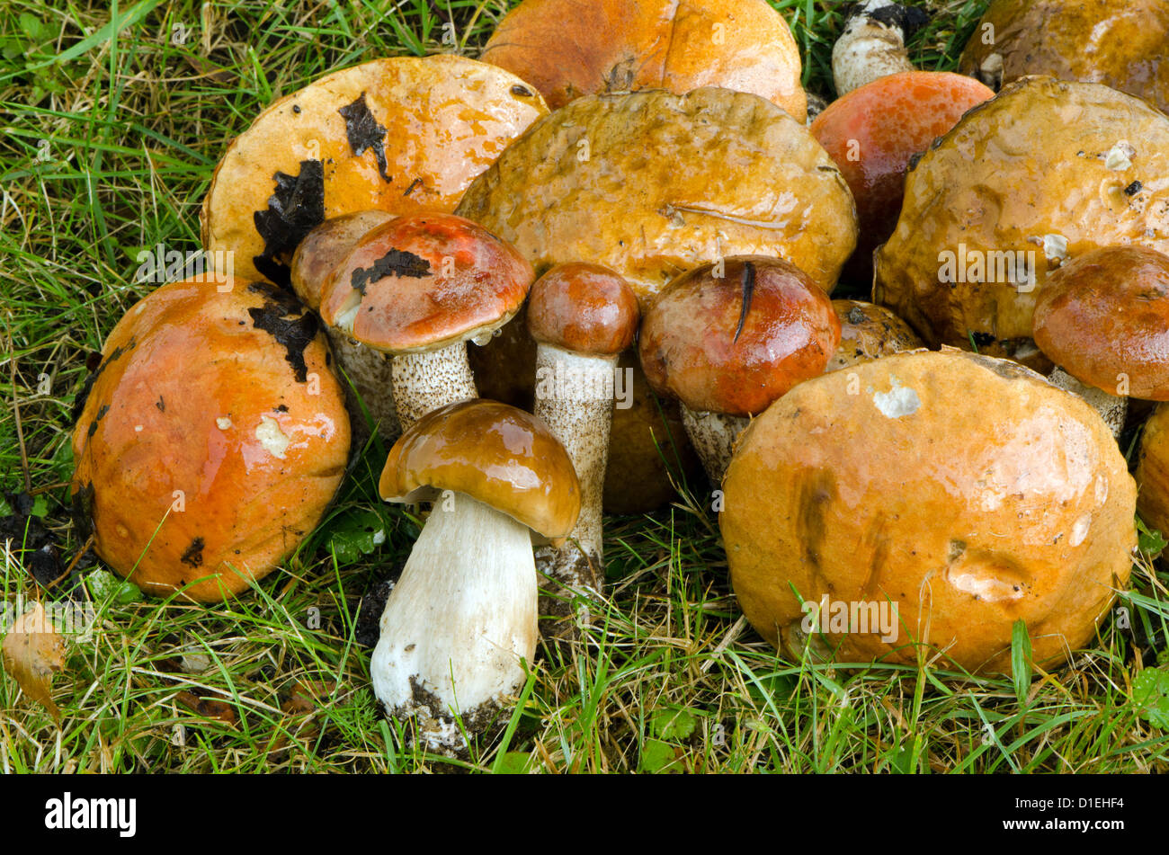 closeup wet red-capped scaber stalk leccinum aurantiacum mushrooms ...