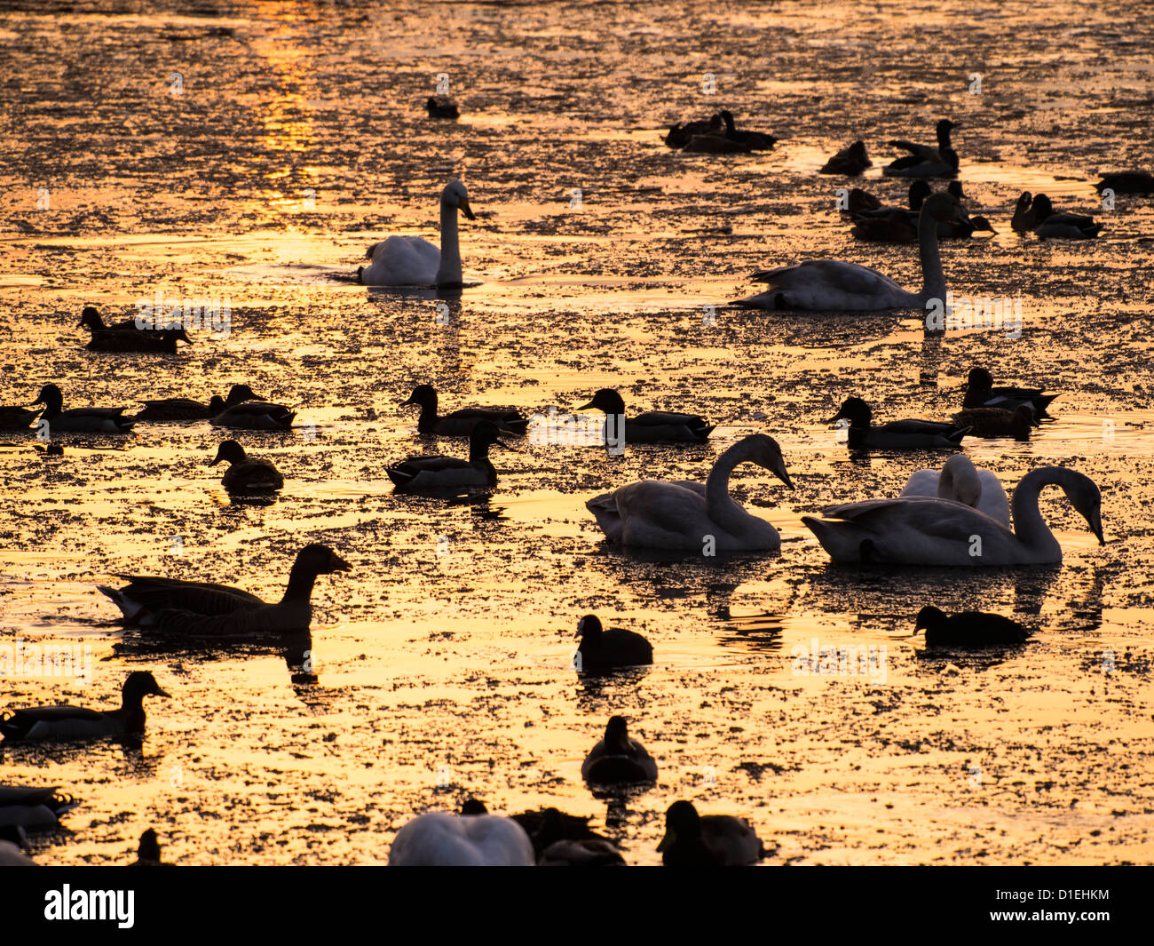 Whooper Swans (Cygnus cygnus) and mixed duck flocks at Martin Mere, a ...