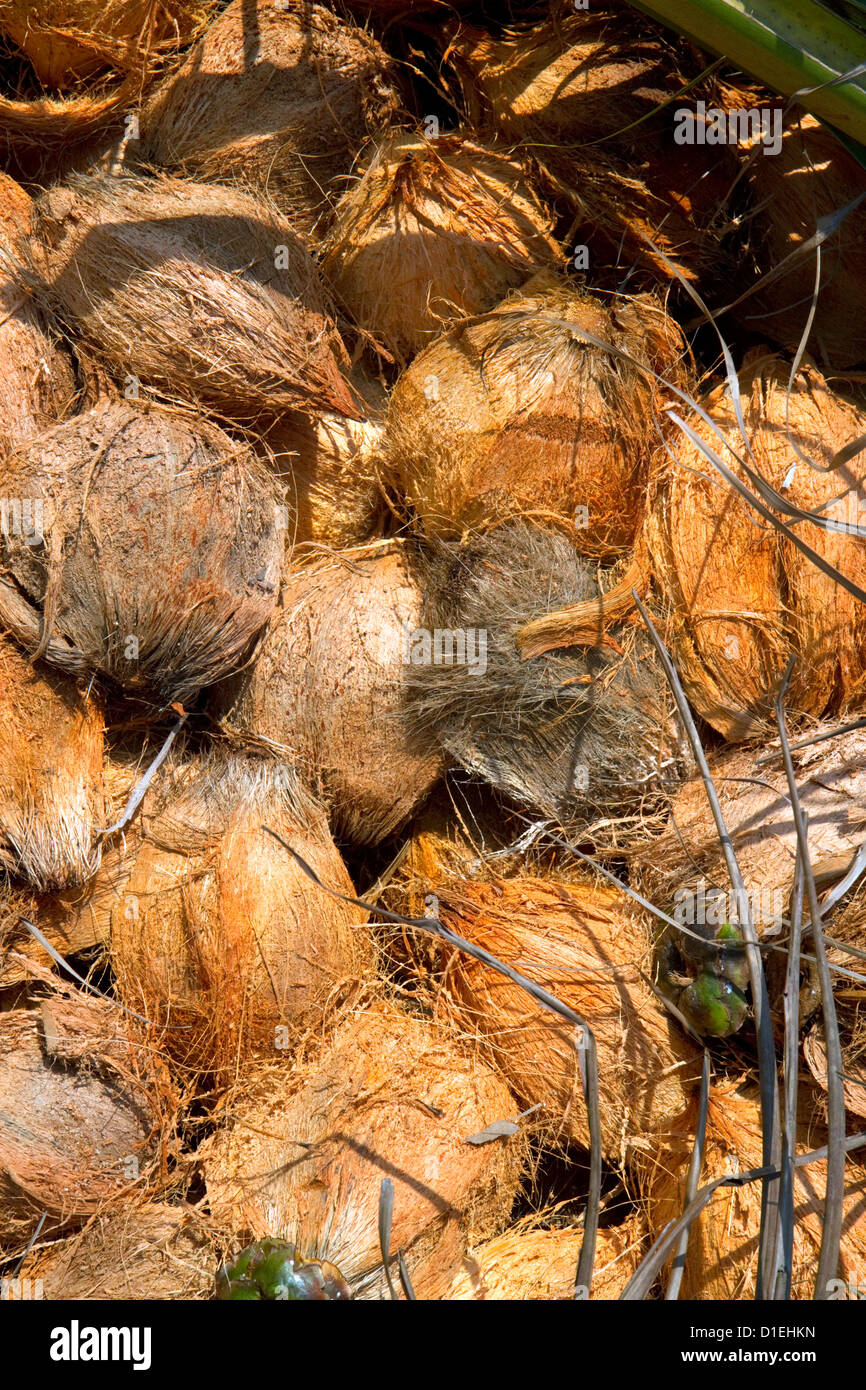 Newly harvested coconuts from coconut palm trees on the island of Ko ...
