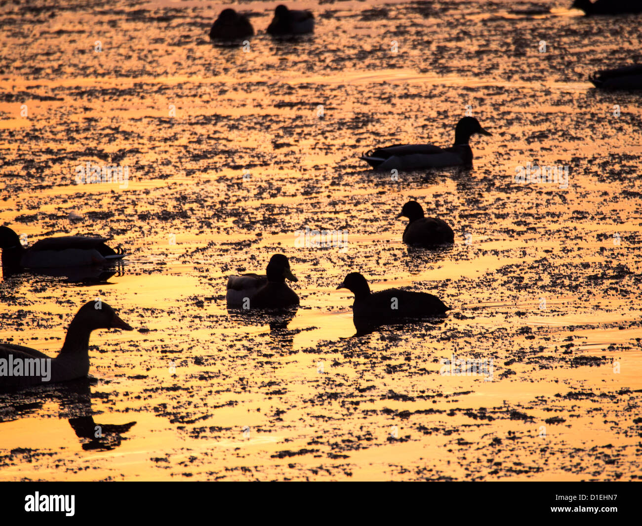 Whooper Swans (Cygnus cygnus) and mixed duck flocks at Martin Mere, a ...