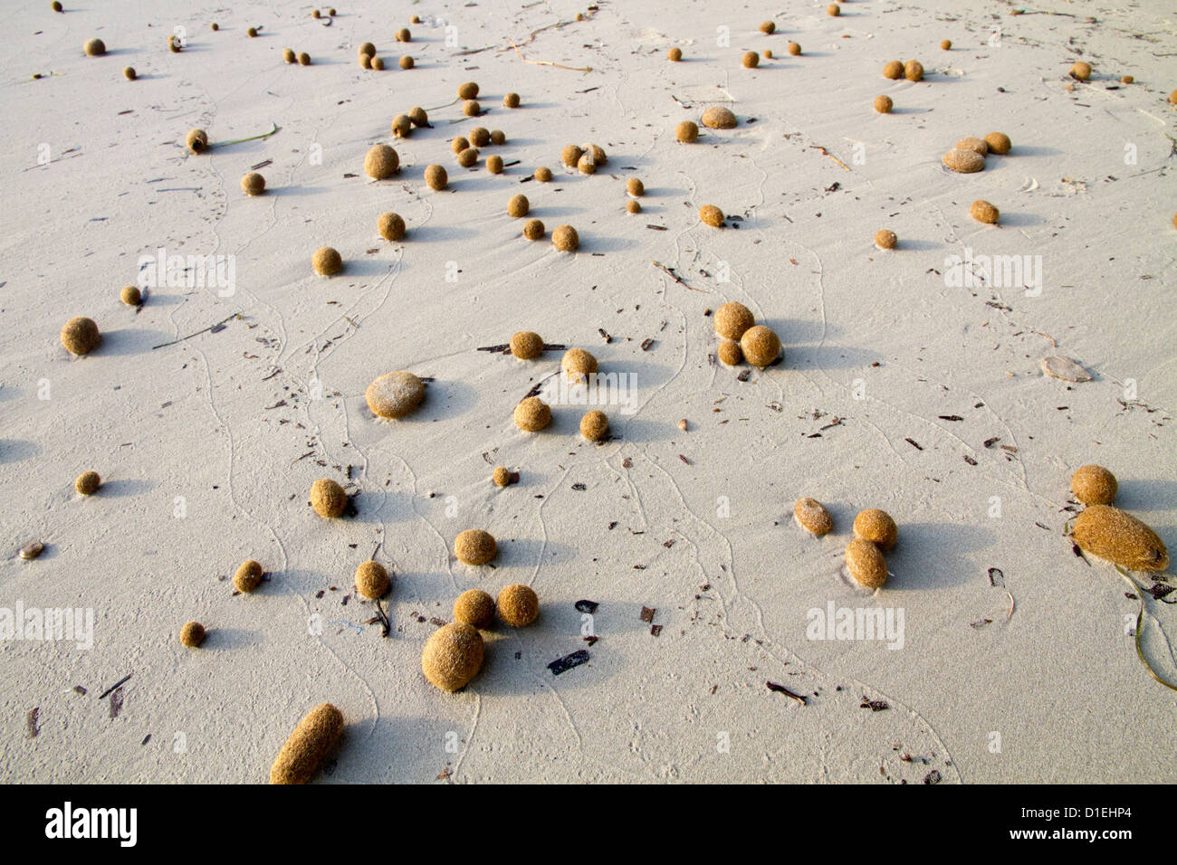 Posidonia oceanica, Neptune grass, Poseidon balls on beach Stock Photo ...