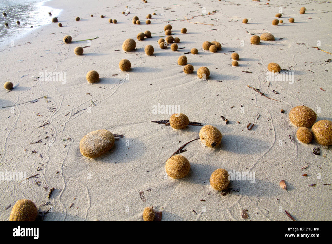 Posidonia oceanica, Neptune grass, Poseidon balls on beach Stock Photo ...