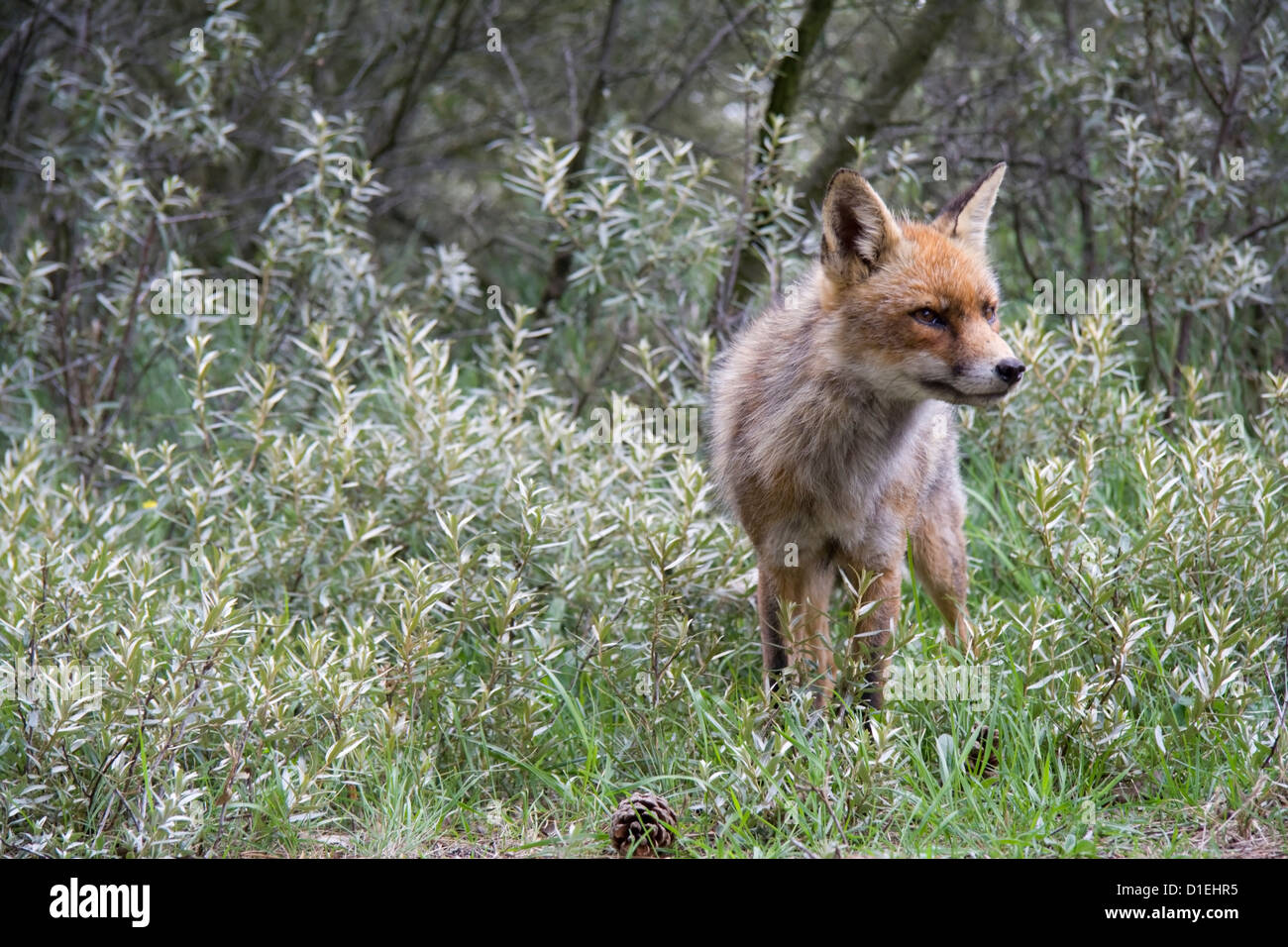 Fox in the Amsterdam Waterworks Dune Area, Netherlands Stock Photo - Alamy