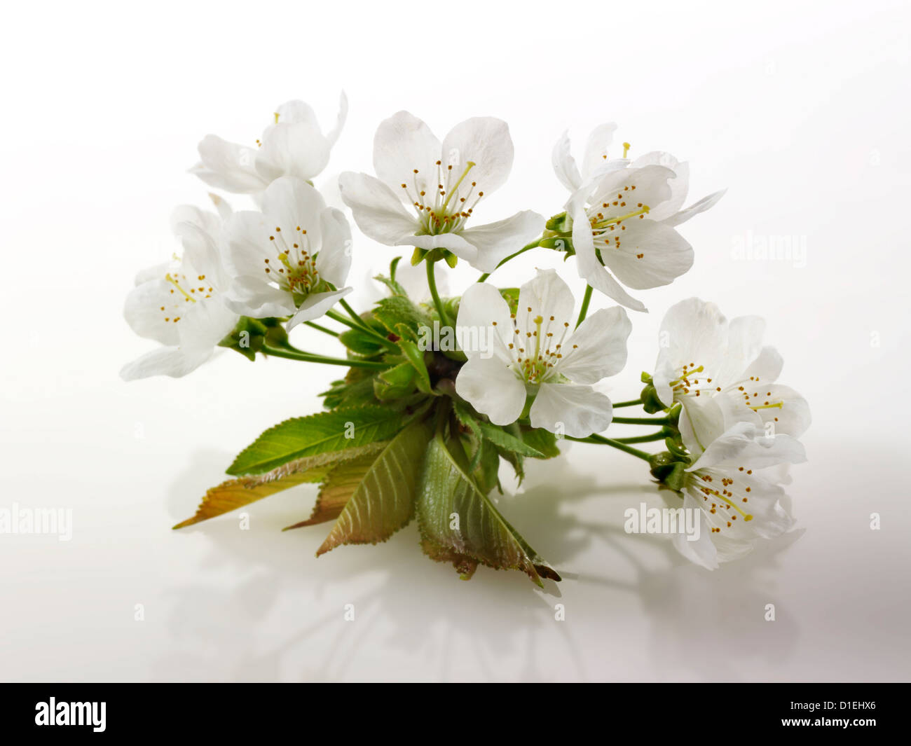 Funky blooms hi-res stock photography and images - Alamy