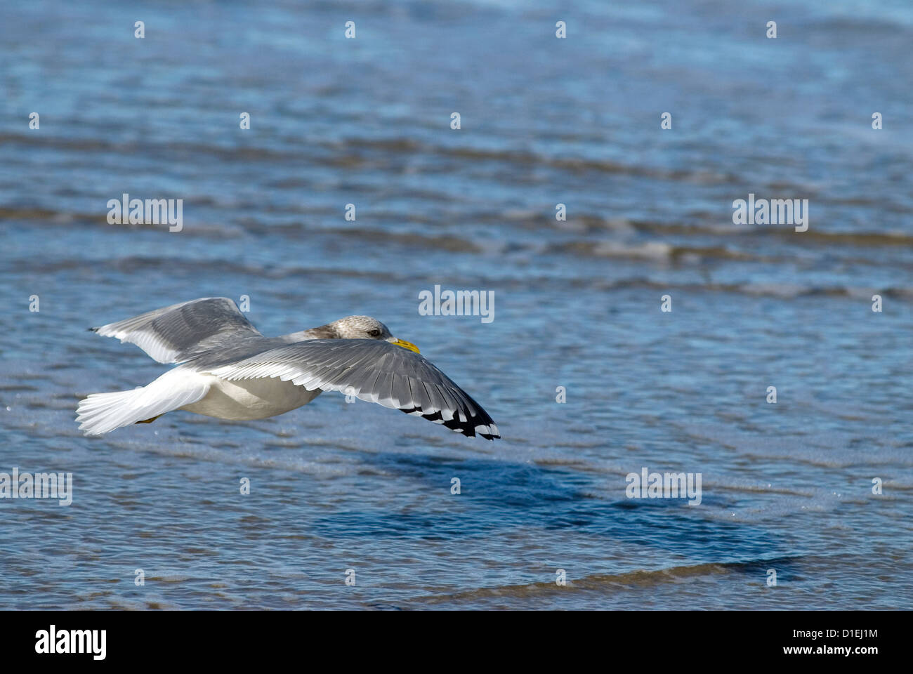 Sea gull on a beach on the Oregon coast Stock Photo - Alamy