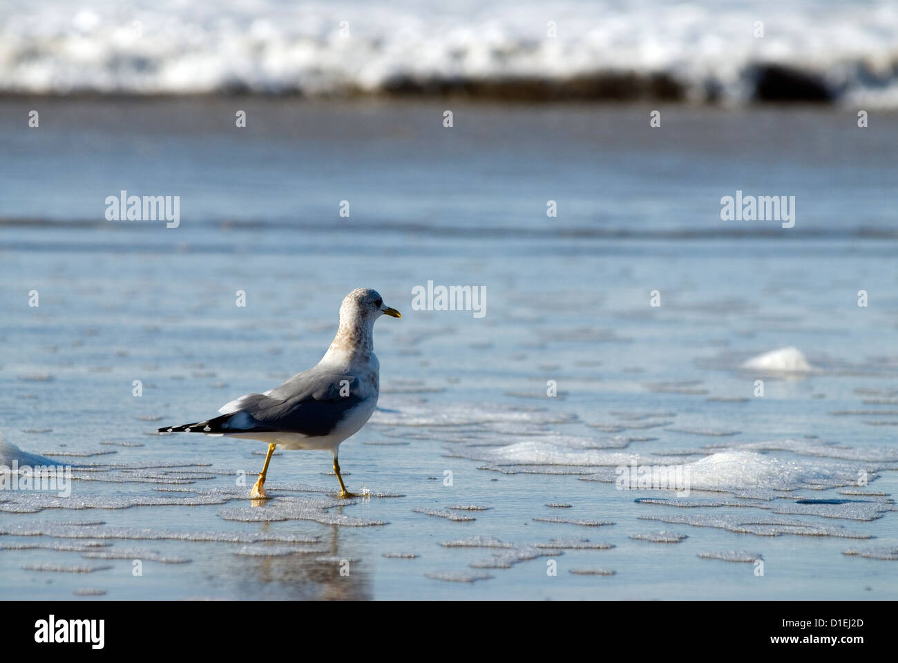 Sea gull on a beach on the Oregon coast Stock Photo - Alamy