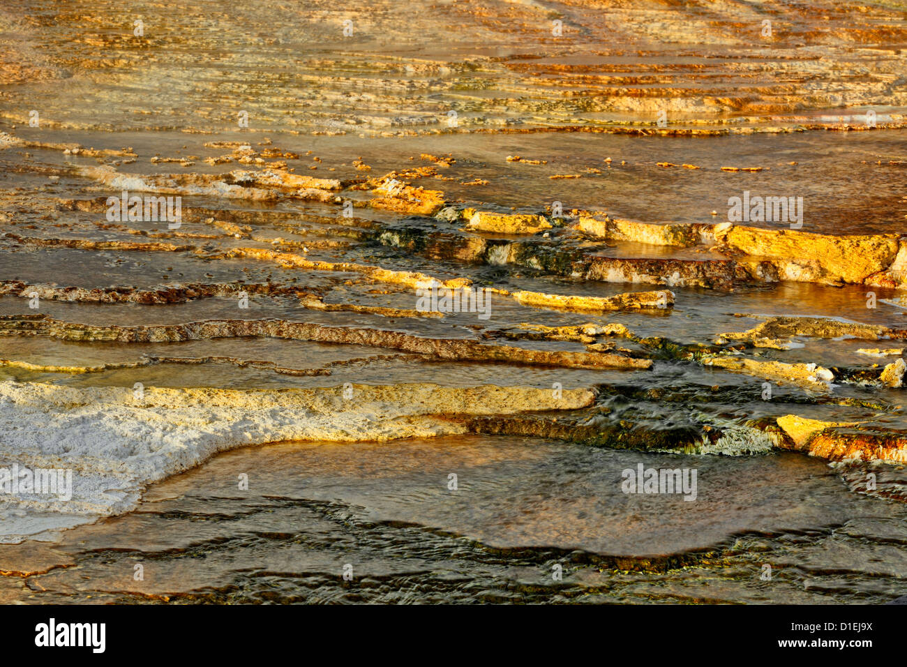 Travertine terraces in Dryad Spring in the Upper Terraces hot springs ...