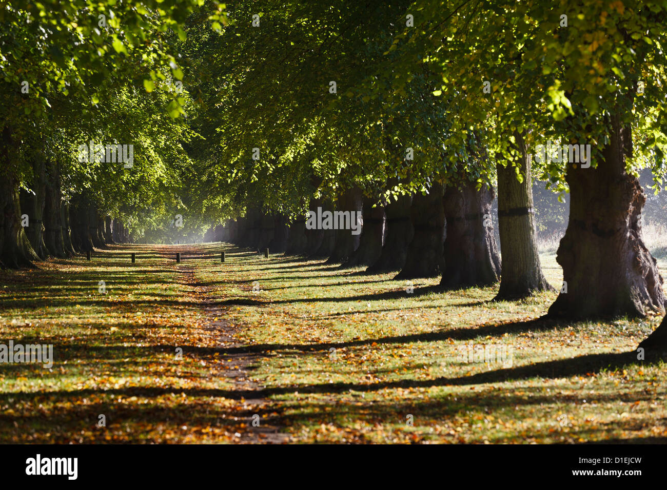 The Lime Tree Avenue, Clumber Park, Nottinghamshire Stock Photo - Alamy