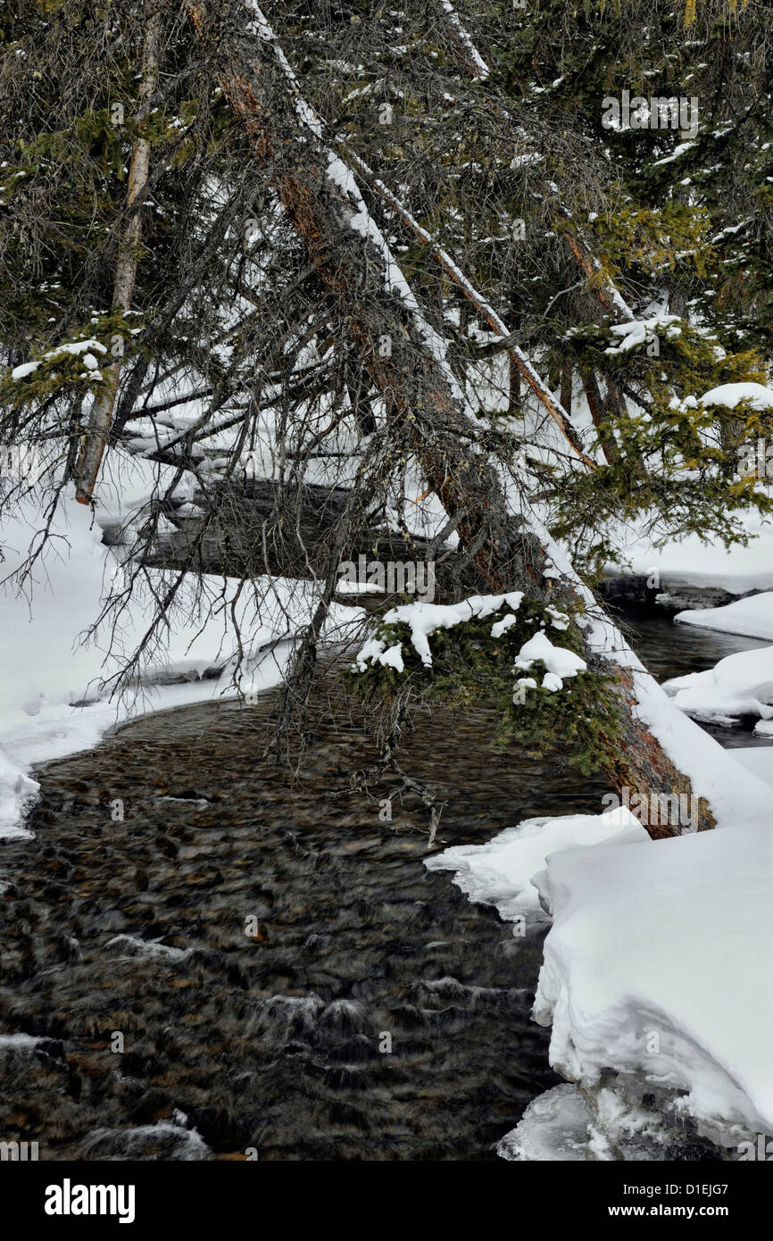 Fresh snow at Lava Creek, Yellowstone National Park, Wyoming, USA Stock ...