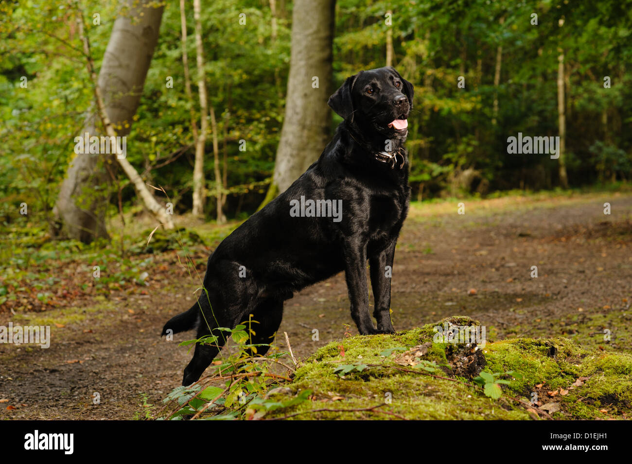 Young male black labrador dog in natural woodland setting Stock Photo ...