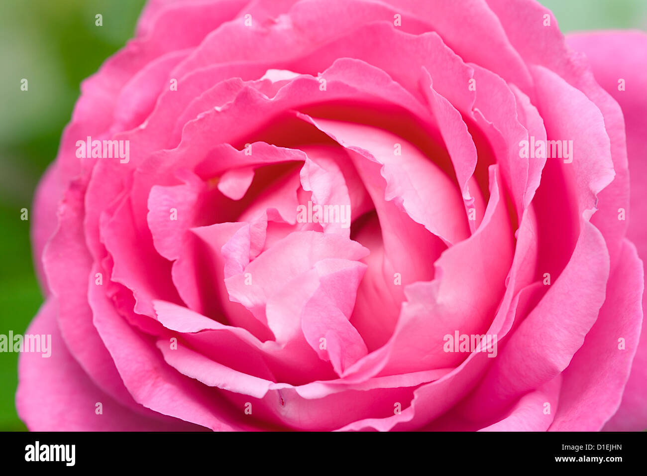 Close up of a rose flower inside Stock Photo - Alamy