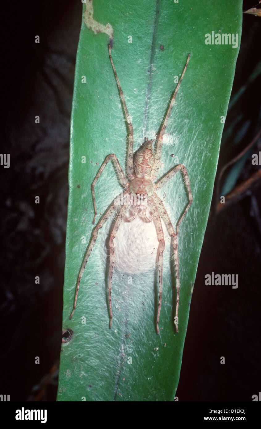 Forest huntsman spider (Pandercetes plumipes: Sparassidae) female ...
