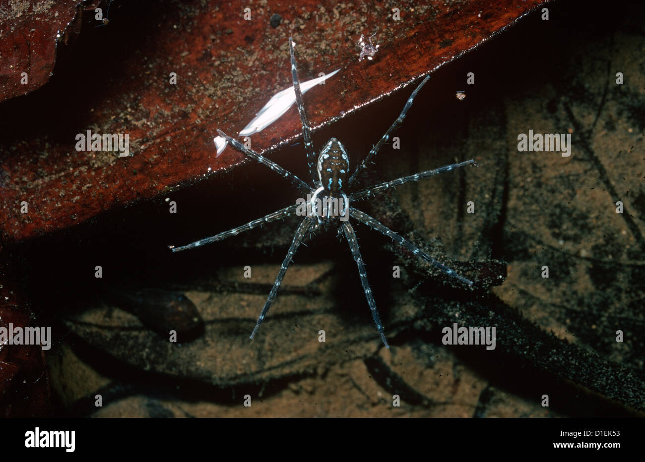 Fishing spider (Thalassius phipsoni: Pisauridae) fishing for prey in a ...