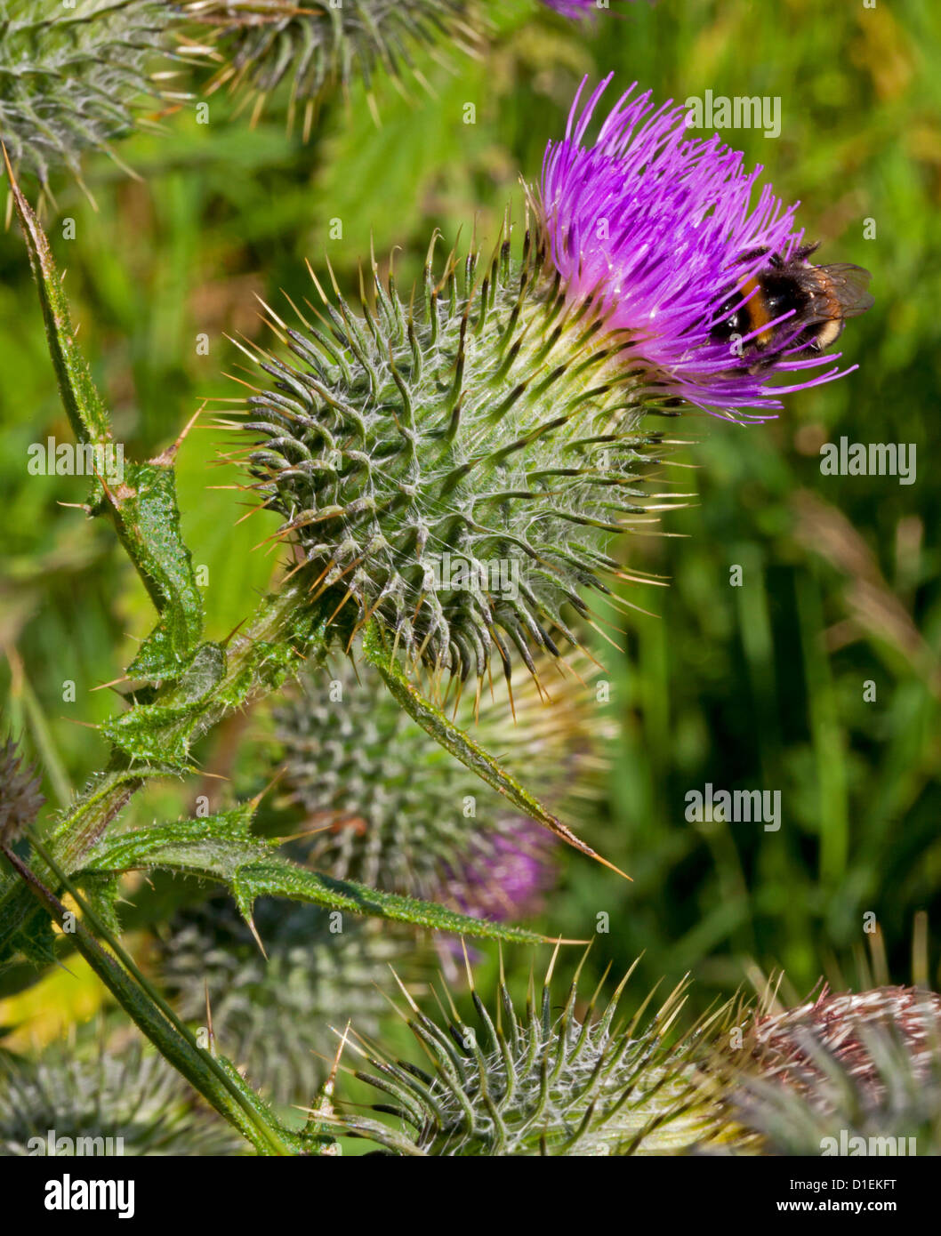 Scottish emblem hi-res stock photography and images - Alamy