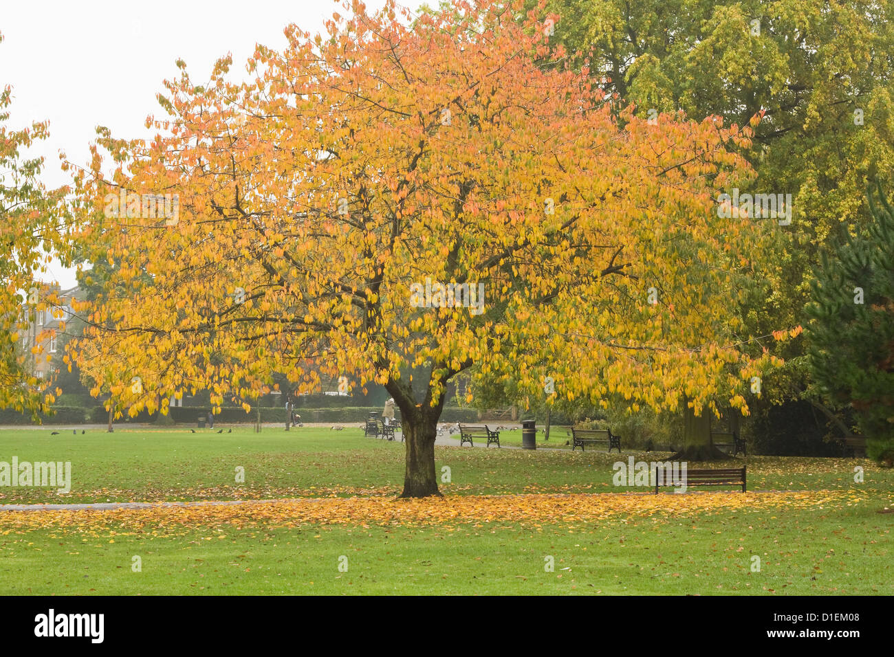 Autumn in springfield park london hi-res stock photography and images ...