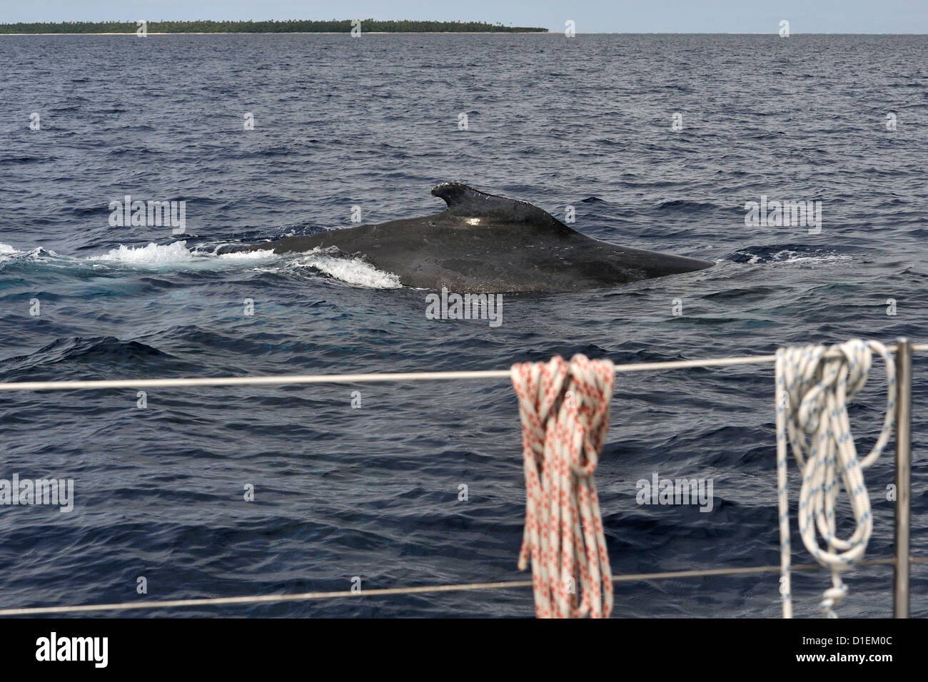 Male whale surfacing beside a cruising yacht, one of 4 (or more) male ...