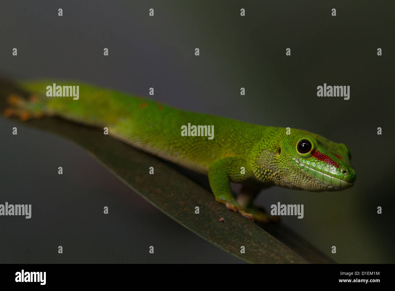 Madagaskar taggecko hi-res stock photography and images - Alamy