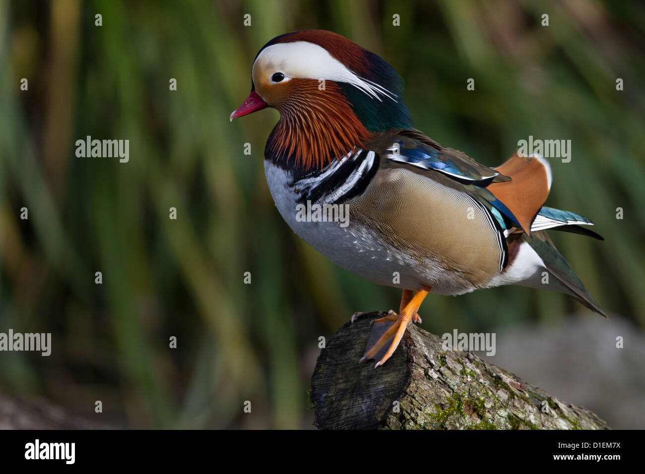 Colourful duck hi-res stock photography and images - Alamy