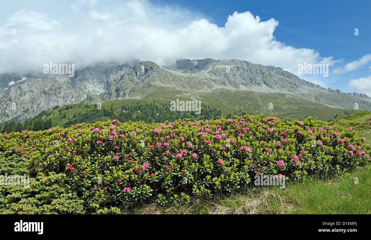 Rusty-leaved alpenrose (Rhododendron ferrugineum Stock Photo - Alamy
