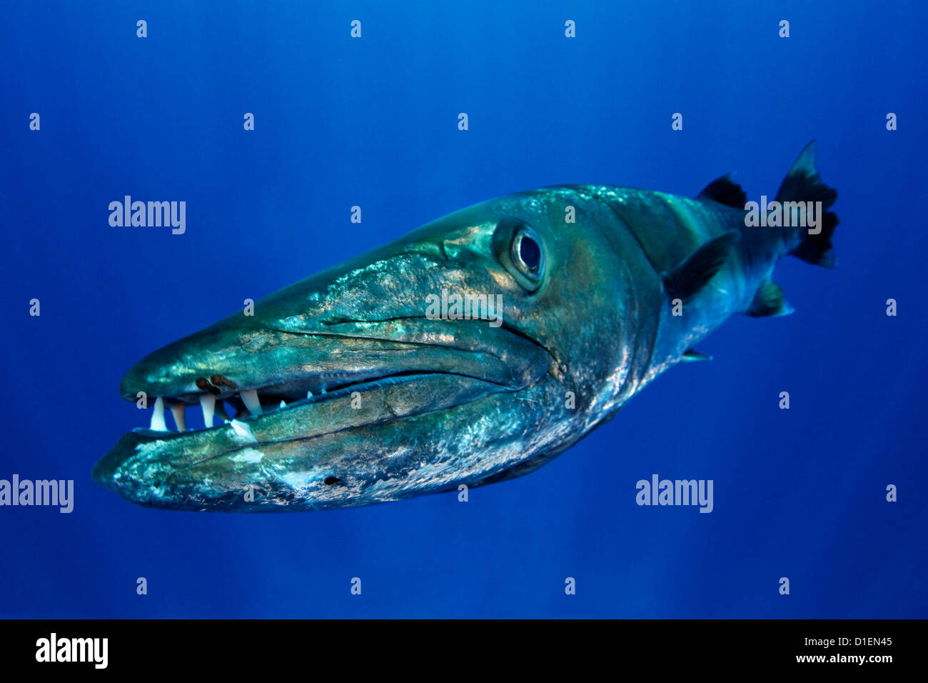 Sphyraena barracuda hi-res stock photography and images - Alamy