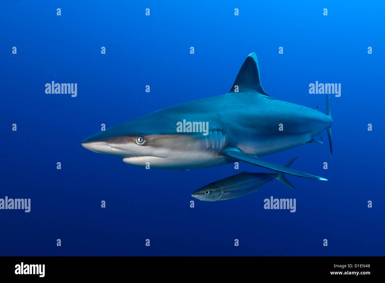 Silvertip Shark (Carcharhinus albimarginatus) wrasse, near Father Reefs ...