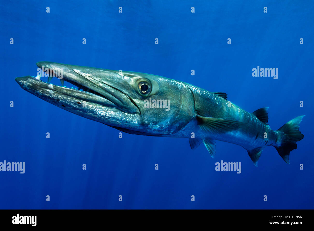 Pacific barracuda hi-res stock photography and images - Alamy