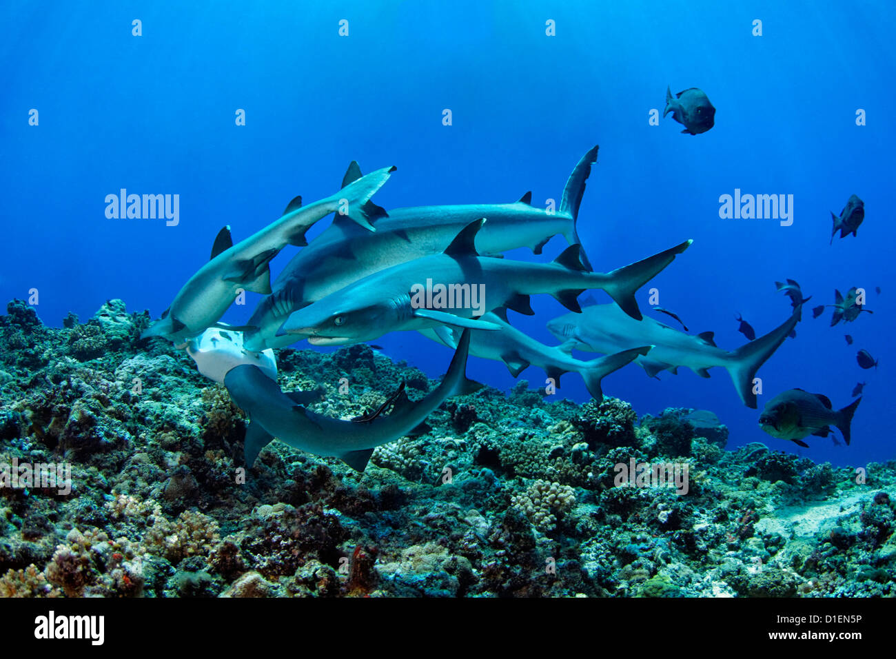 Group Grey Reef Shark (Carcharhinus amblyrhynchos) Whitetip Reef Sharks ...