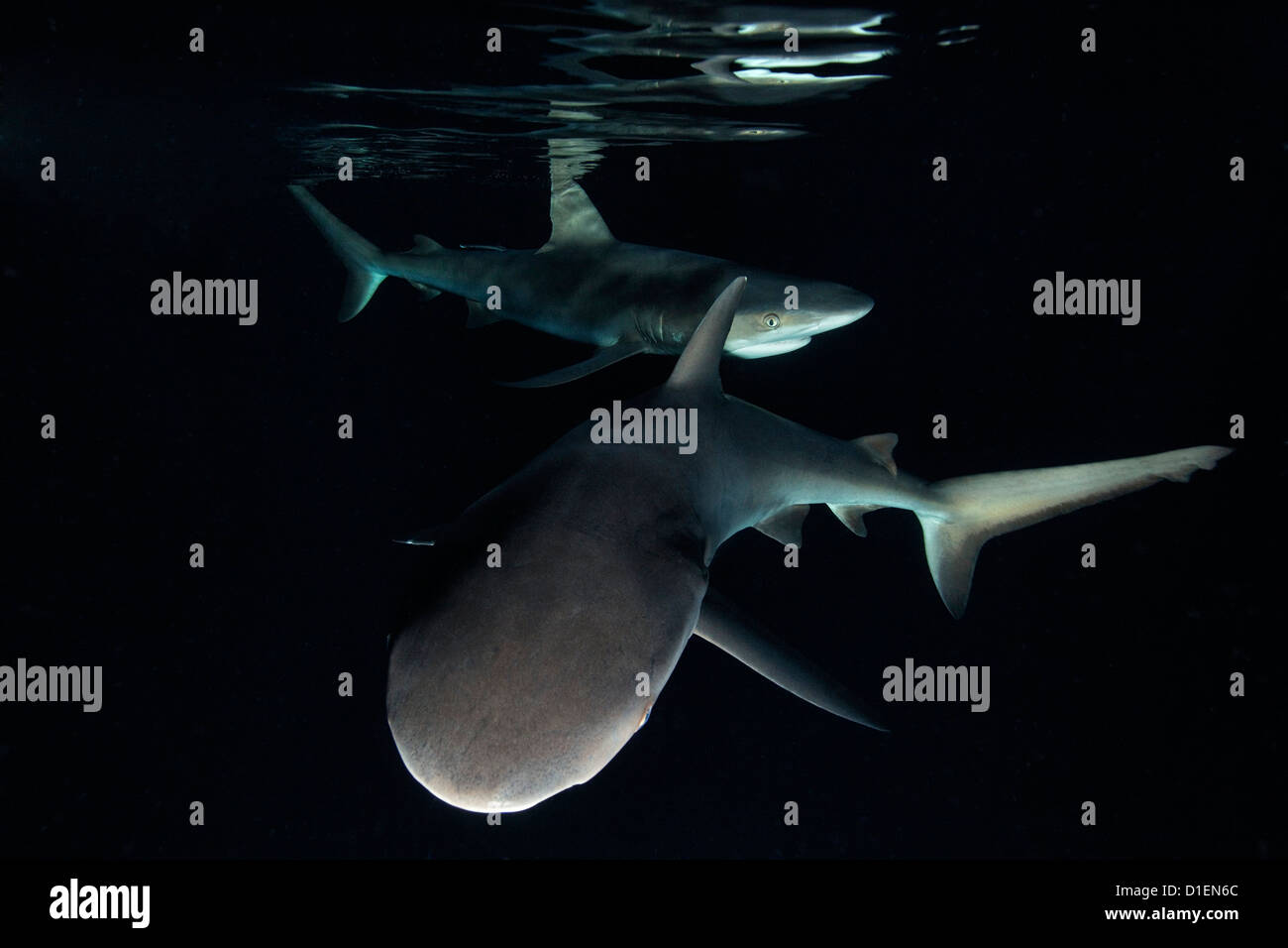 Two sharks fish hi-res stock photography and images - Alamy