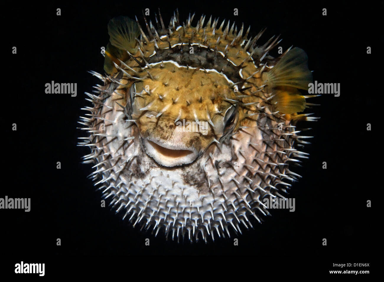 Diodon holocanthus hi-res stock photography and images - Alamy