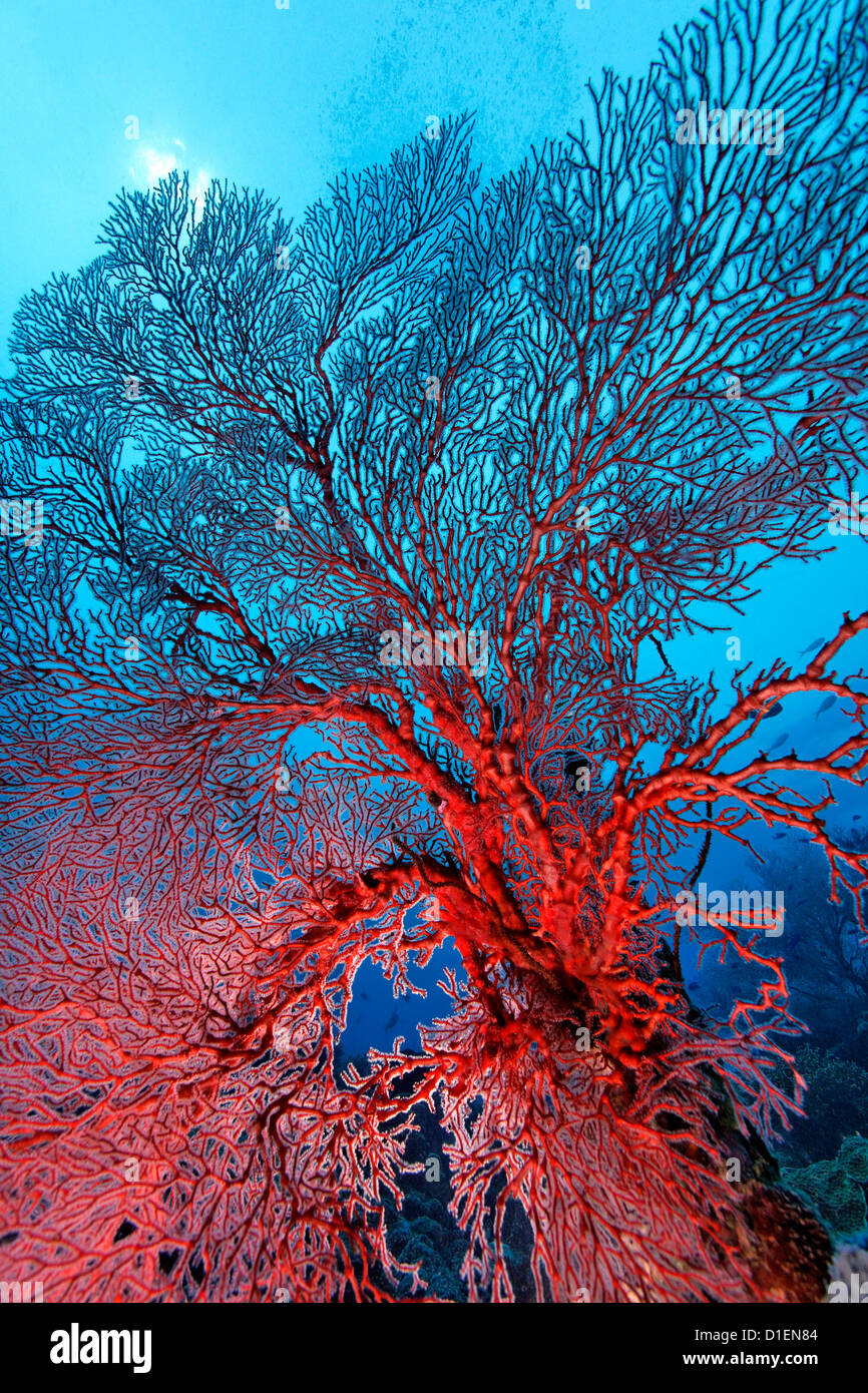Knotted fan coral (Melithaea ochracea), Kimbe Bay, Bismark Sea, Papua ...