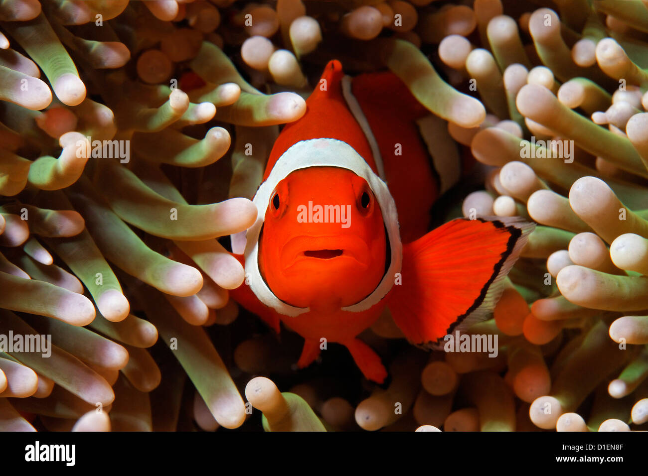 False anemonefish (Amphiprion ocellaris), Kimbe Bay, Bismark Sea, Papua ...