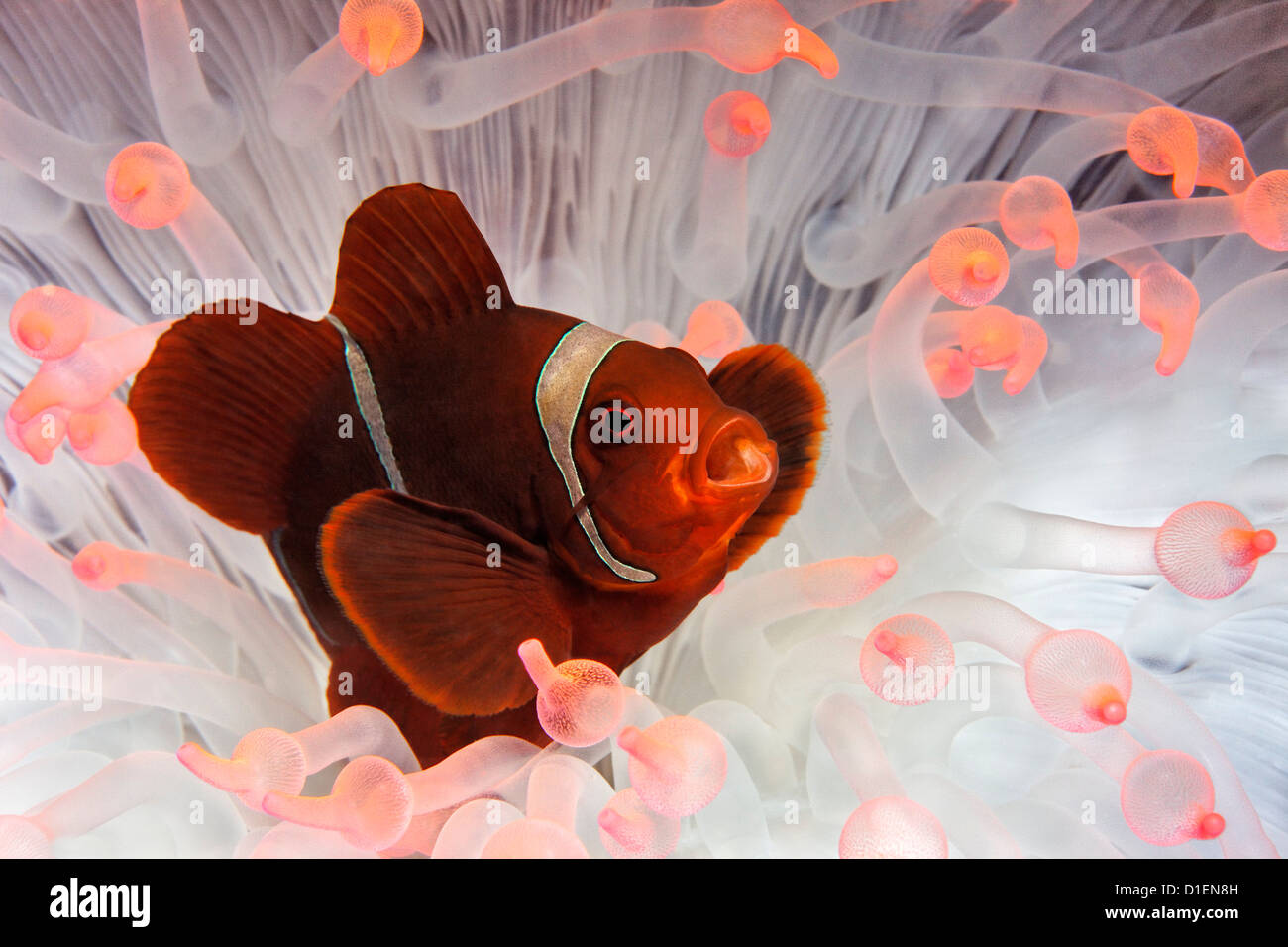 Maroon Clownfish (Premnas biaculeatus), Kimbe Bay, Bismark Sea, Papua ...