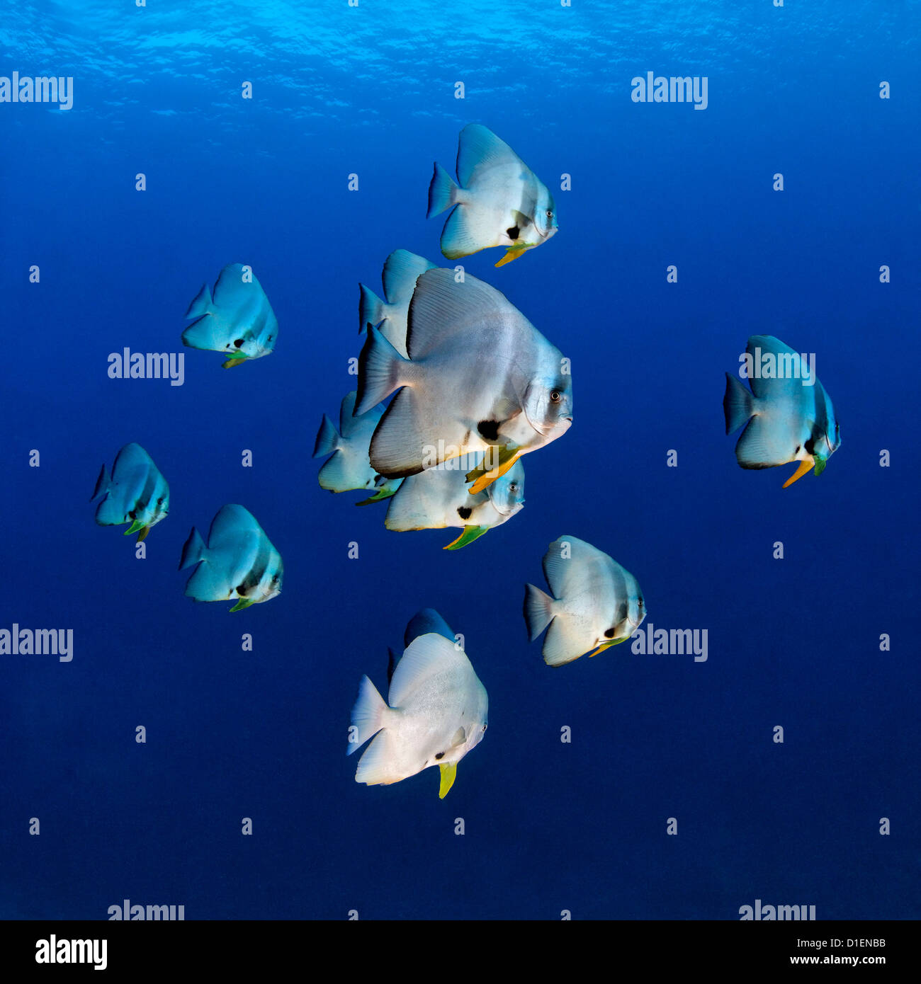 Longfin Batfish (Platax teira), North Male Atoll, Maldives, underwater ...