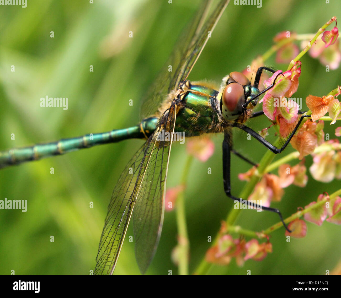 Downy emerald hi-res stock photography and images - Alamy