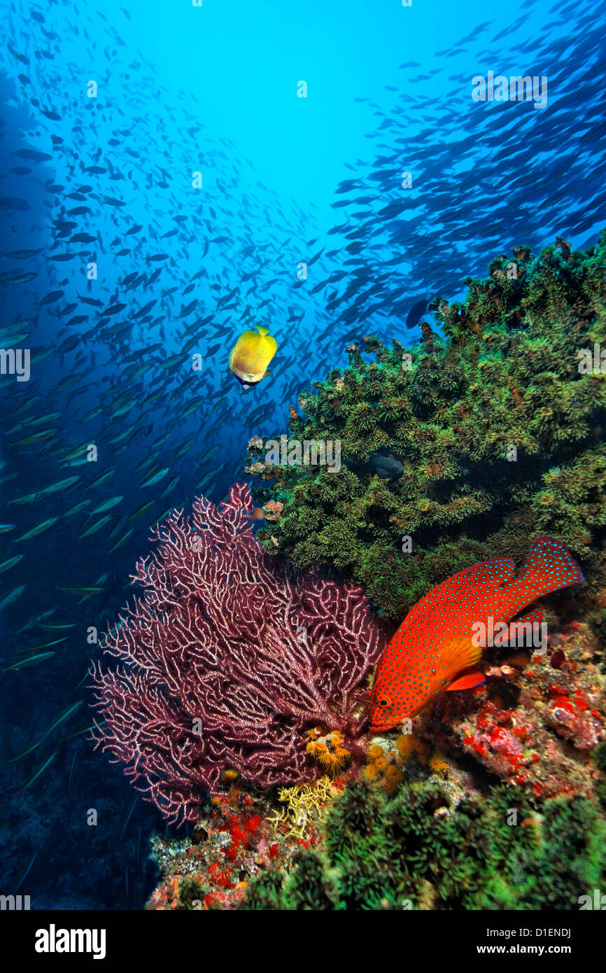 Coral Hind (Cephalopholis miniata) Oriental Butterflyfish (Chaetodon ...