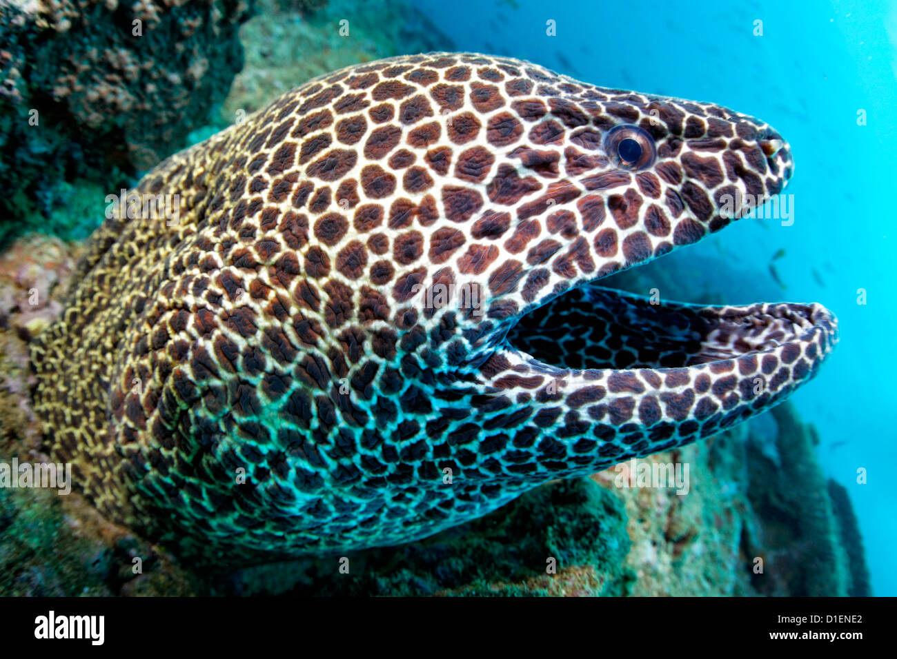 Laced moray (Gymnothorax favagineus), Mirbat, Oman, Indian Ocean ...