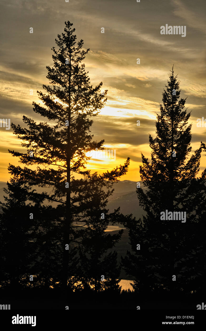 Pine trees at sunset, Vernon, British Columbia BC, Canada Stock Photo ...