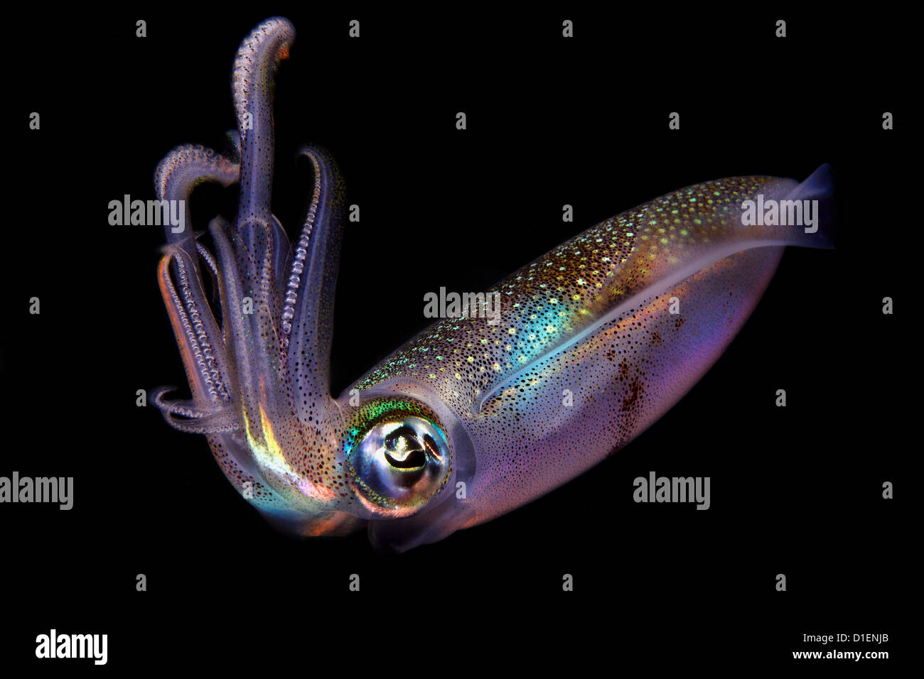 Bigfin reef squid (Sepioteuthis lessoniana), near Dumaguete, Dauin ...