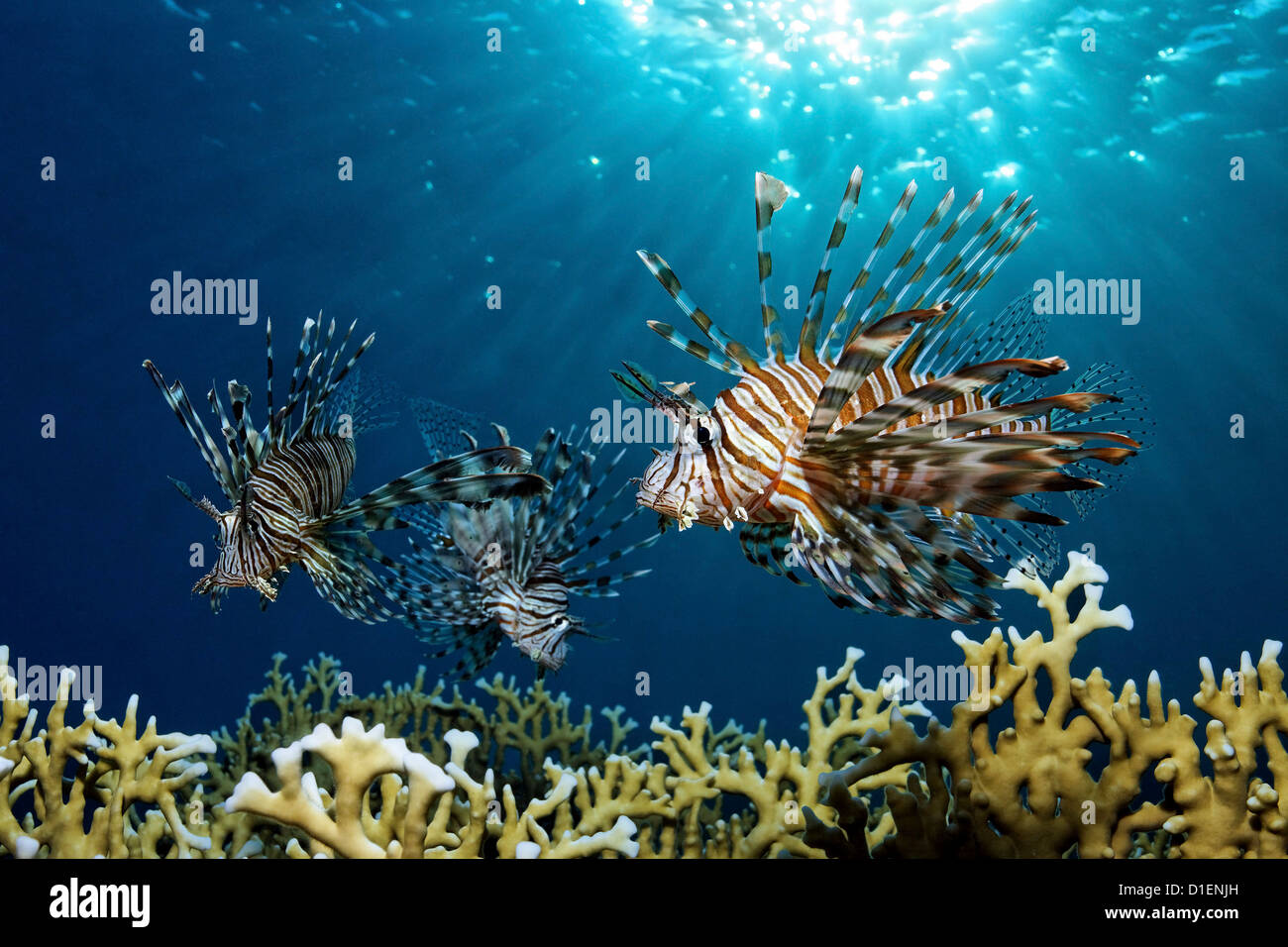 Fire corals red sea hi-res stock photography and images - Alamy