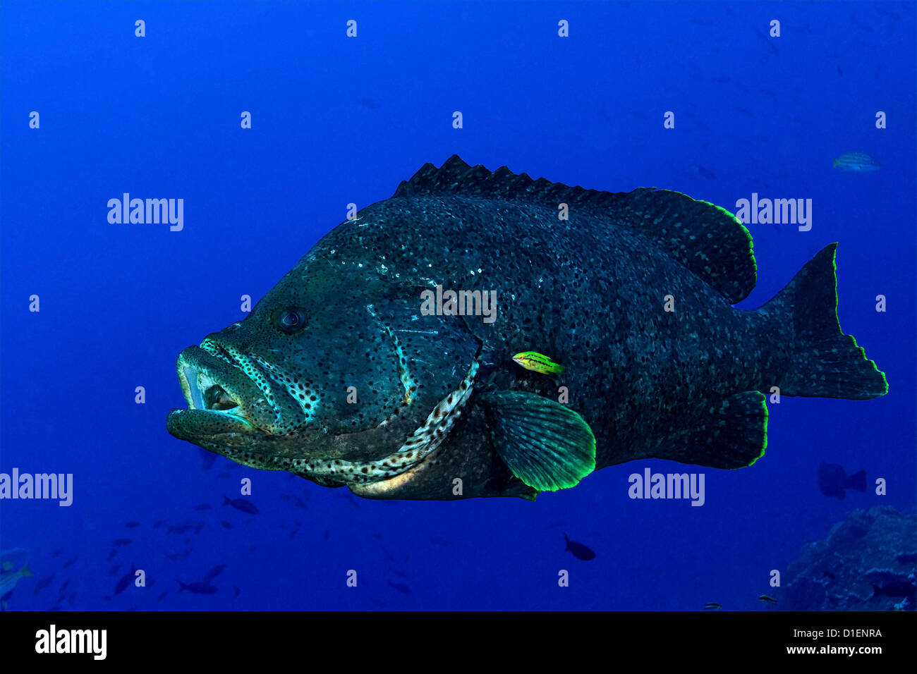 Leather bass (Dermatolepis dermatolepis) at a cleaning station, Malpelo ...