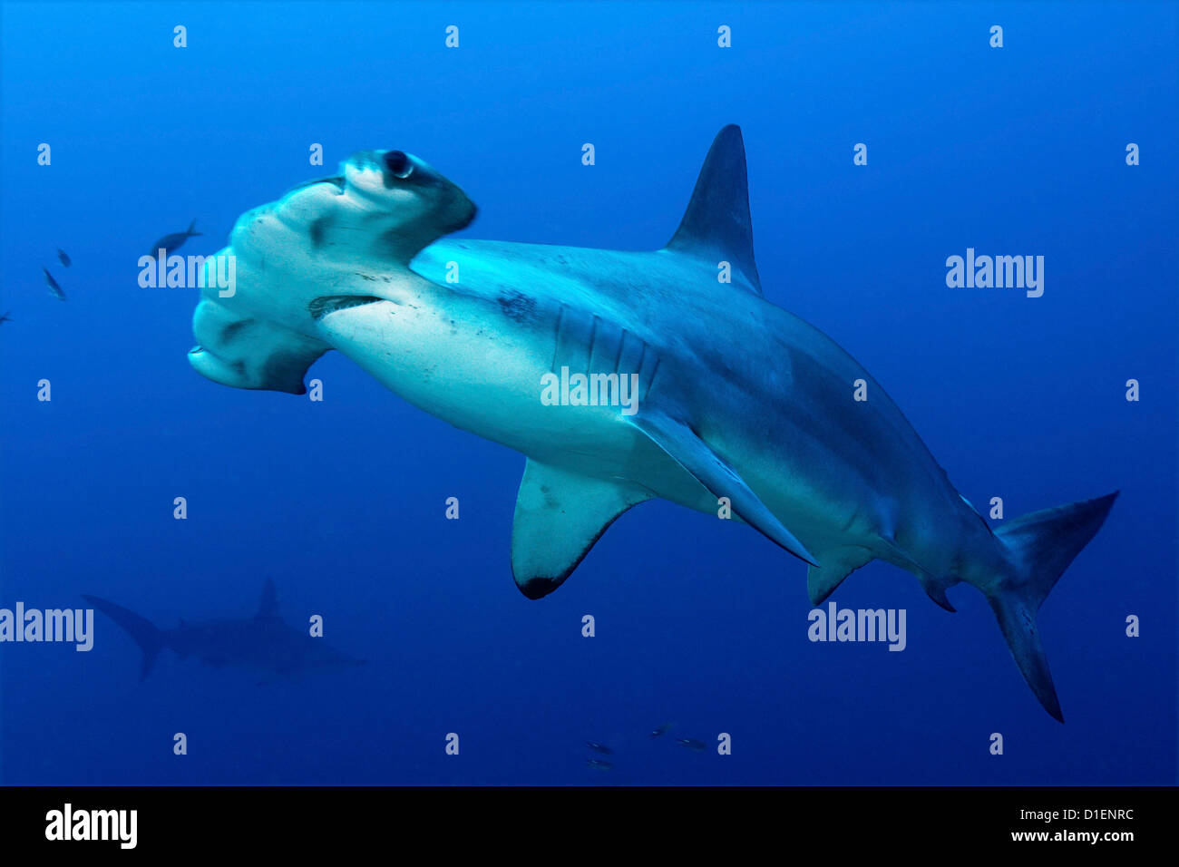 Scalloped hammerhead shark (Sphyrna lewini), Malpelo Island, Columbia ...