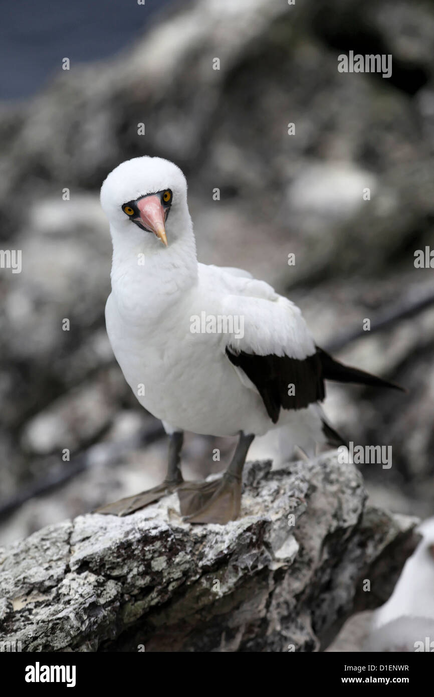 Masked Booby (Sula dactylatra) at Malpelo Island, Columbia Stock Photo ...