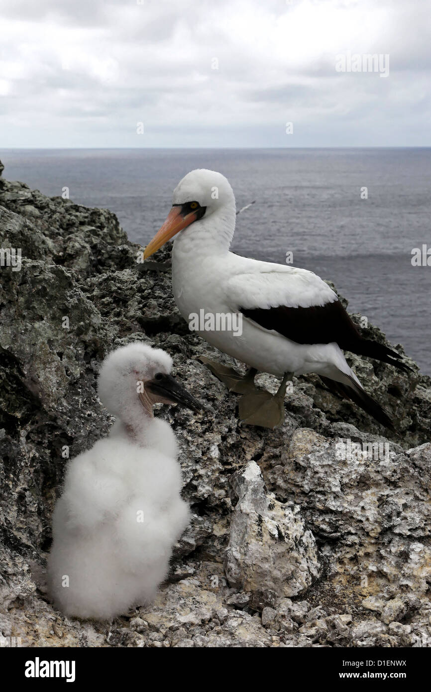 Masked Booby (Sula dactylatra) with juveline bird at Malpelo Island ...